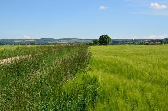 Gerstenfeld 이미지 – 찾아보기 3,754 스톡 사진, 벡터 및 비디오 | Adobe Stock