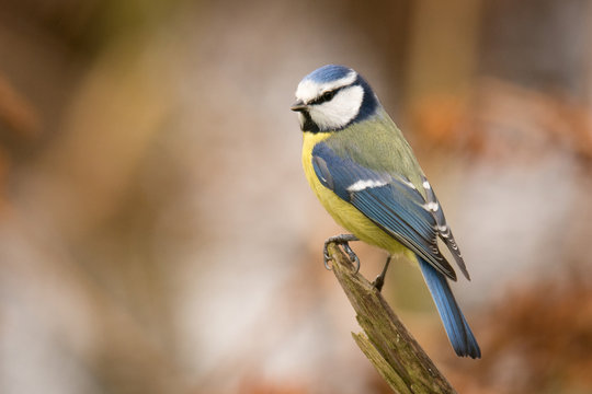 รูปภาพMeise – เลือกดูภาพถ่ายสต็อก เวกเตอร์ และวิดีโอ13,258 | Adobe Stock