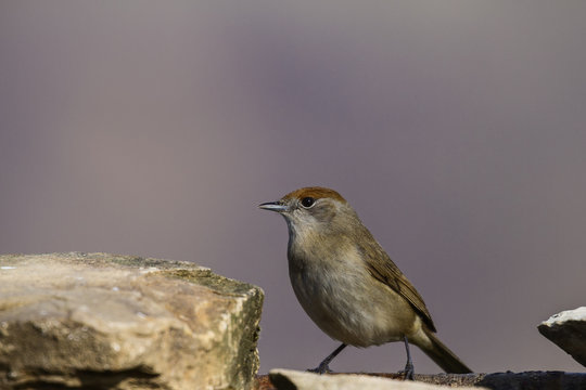 Capinera Images – Browse 88 Stock Photos, Vectors, and Video | Adobe Stock