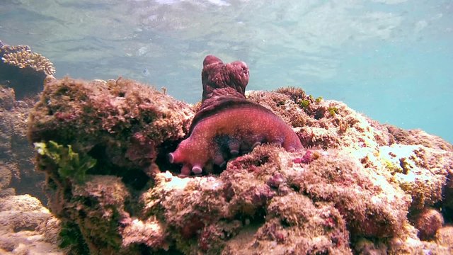 Moscardino Images – Browse 376 Stock Photos, Vectors, and Video | Adobe ...