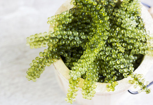 Imágenes de Ararusip: descubre bancos de fotos, ilustraciones, vectores ...