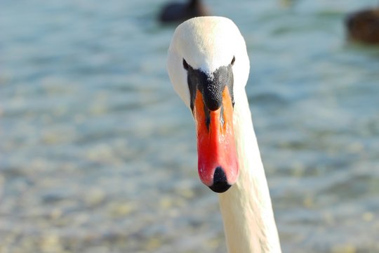 "Funny Swan" Images – Browse 16 Stock Photos, Vectors, and Video ...
