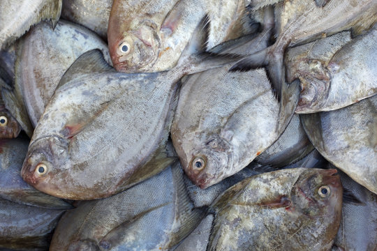 Butterfish Images – Browse 1,437 Stock Photos, Vectors, and Video ...