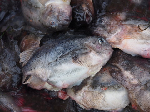 รูปภาพHen-Fish – เลือกดูภาพถ่ายสต็อก เวกเตอร์ และวิดีโอ5 | Adobe Stock