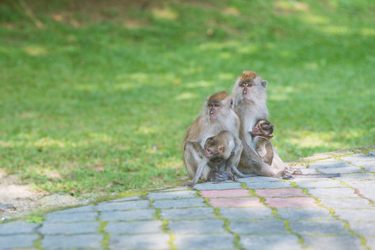 รูปภาพBaboes – เลือกดูภาพถ่ายสต็อก เวกเตอร์ และวิดีโอ4 | Adobe Stock