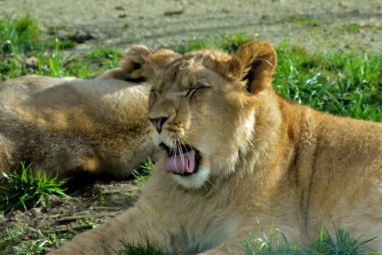 Intimider Bilder – Durchsuchen 97 Archivfotos, Vektorgrafiken und ...