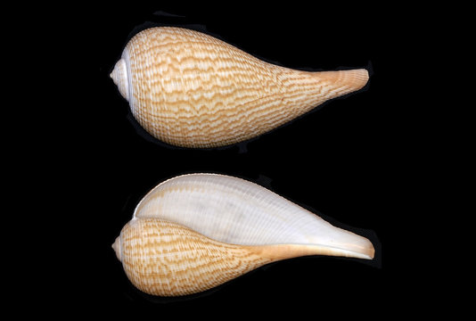 Gastropods Imagens – Procure 73,005 fotos, vetores e vídeos | Adobe Stock