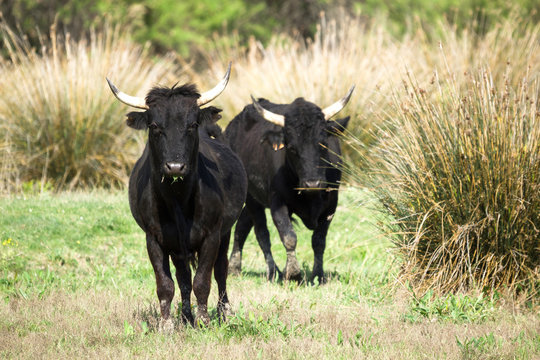 Taureaux Images – Parcourir 661,840 le catalogue de photos, vecteurs et ...