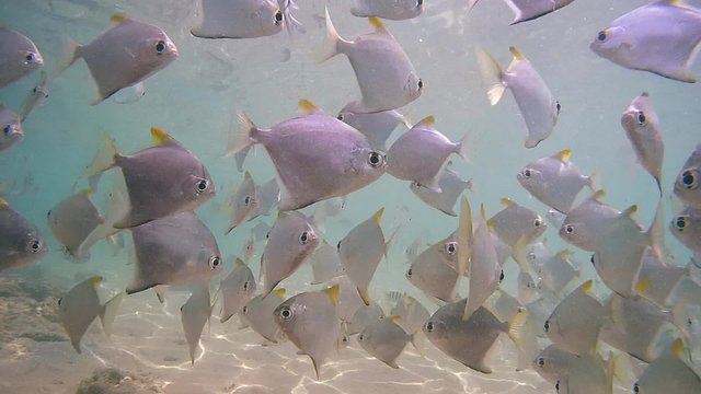 "Monodactylus Argenteus" Images – Browse 330 Stock Photos, Vectors, and ...