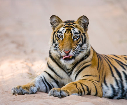"Project Tiger" Images – Browse 255 Stock Photos, Vectors, and Video ...