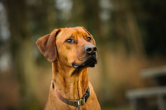 Ridgeback Images – Browse 24,190 Stock Photos, Vectors, and Video ...