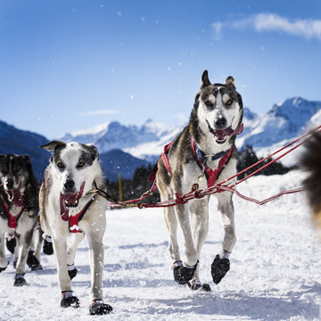 รูปภาพMushing – เลือกดูภาพถ่ายสต็อก เวกเตอร์ และวิดีโอ19,293 | Adobe Stock
