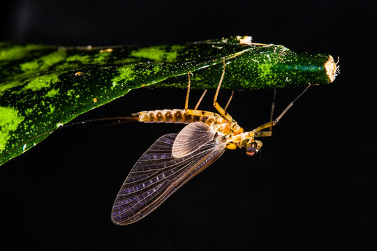 Mayflies Images – Browse 3,859 Stock Photos, Vectors, and Video | Adobe ...