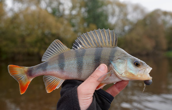 รูปภาพPerch – เลือกดูภาพถ่ายสต็อก เวกเตอร์ และวิดีโอ747,737 | Adobe Stock