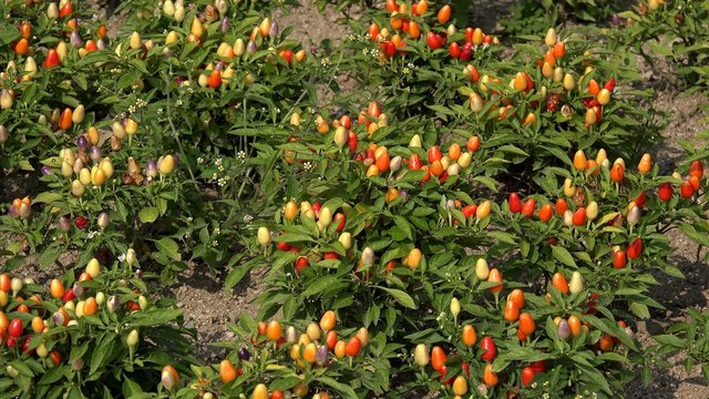 Numex Images – Browse 145 Stock Photos, Vectors, and Video | Adobe Stock