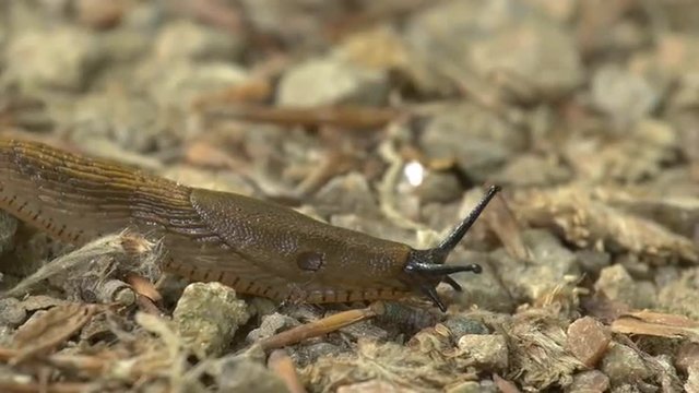 รูปภาพSnigel – เลือกดูภาพถ่ายสต็อก เวกเตอร์ และวิดีโอ34 | Adobe Stock