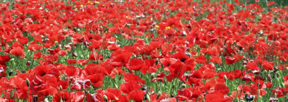 Imágenes de Mohnblumenwiese: descubre bancos de fotos, ilustraciones ...