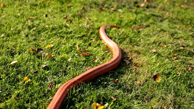 Sidle Images – Browse 506 Stock Photos, Vectors, and Video | Adobe Stock