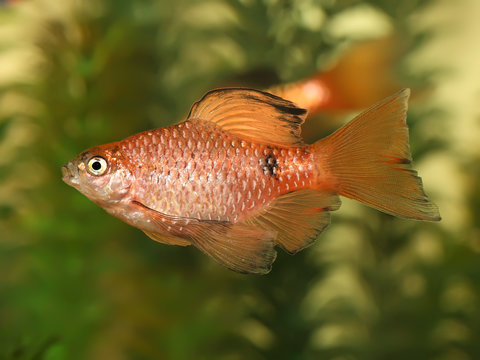 รูปภาพBarbus – เลือกดูภาพถ่ายสต็อก เวกเตอร์ และวิดีโอ3,680 | Adobe Stock