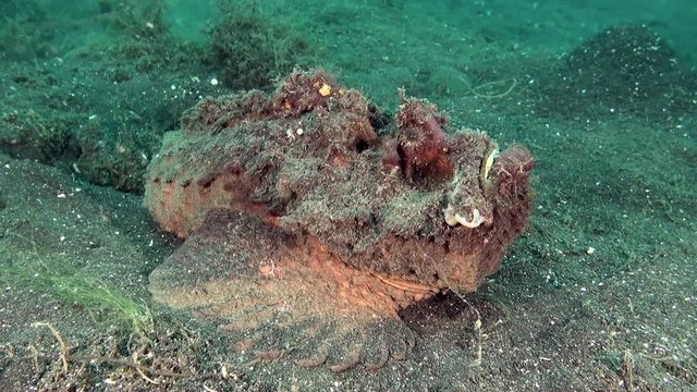 Stenfisk bilder – Bläddra bland 2,560 stockfoton, vektorer och videor ...