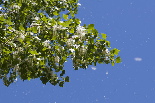 รูปภาพChopo – เลือกดูภาพถ่ายสต็อก เวกเตอร์ และวิดีโอ932 | Adobe Stock