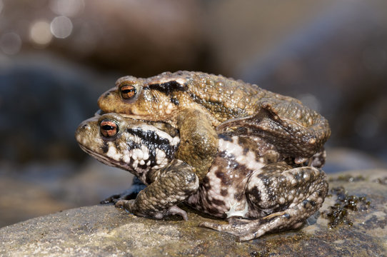 「Batracio」の写真素材 | 68件の無料イラスト画像 | Adobe Stock