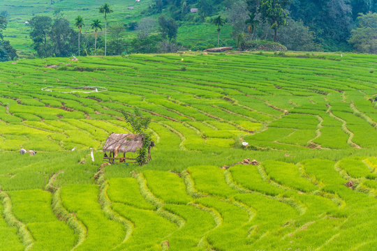 Rantambe Images – Browse 10 Stock Photos, Vectors, and Video | Adobe Stock