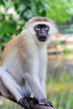 Vervet Images – Browse 13,232 Stock Photos, Vectors, and Video | Adobe ...