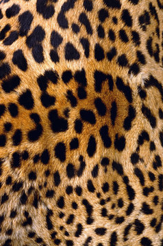Real Leopard Skin Images – Browse 1,493 Stock Photos, Vectors, and ...