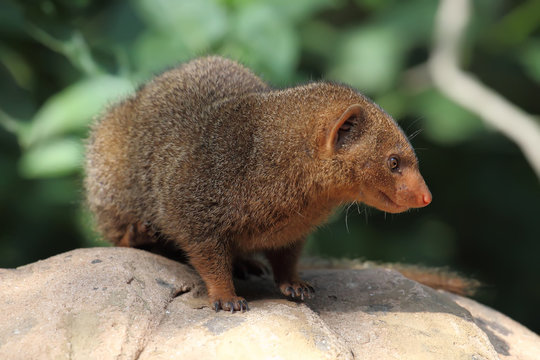 รูปภาพMongoose – เลือกดูภาพถ่ายสต็อก เวกเตอร์ และวิดีโอ38,720 | Adobe Stock