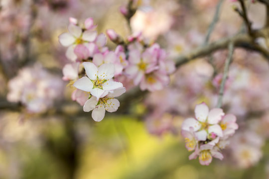 Bahar Images – Browse 5,716 Stock Photos, Vectors, and Video | Adobe Stock