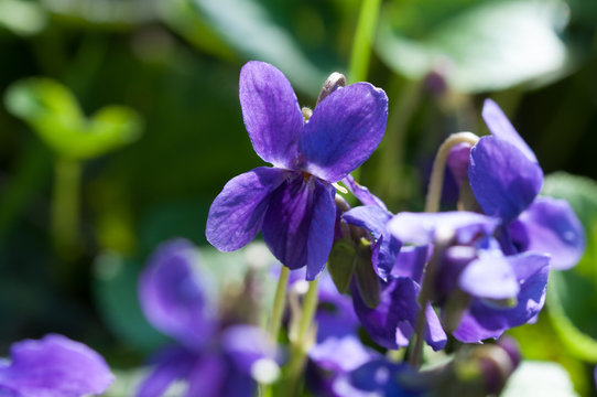Veilchen Bilder – Durchsuchen 189,585 Archivfotos, Vektorgrafiken und ...