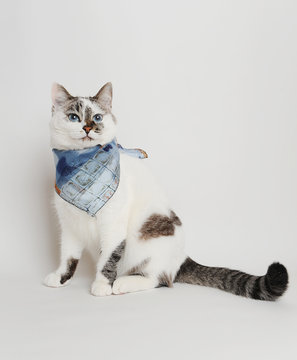 รูปภาพCatling – เลือกดูภาพถ่ายสต็อก เวกเตอร์ และวิดีโอ1,992 | Adobe Stock