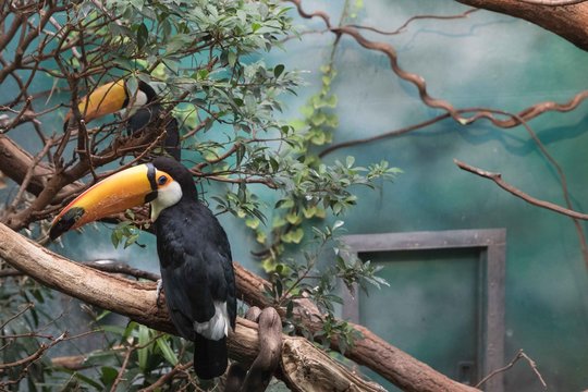 Tucani Images – Browse 20 Stock Photos, Vectors, and Video | Adobe Stock