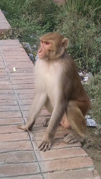 "Smart Monkey" Images – Browse 64 Stock Photos, Vectors, and Video ...