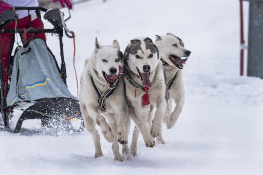 รูปภาพMushing – เลือกดูภาพถ่ายสต็อก เวกเตอร์ และวิดีโอ19,293 | Adobe Stock