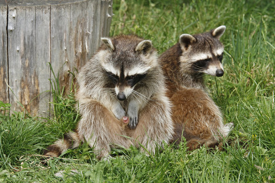 Pelztier bilder – Bläddra bland 901 stockfoton, vektorer och videor ...