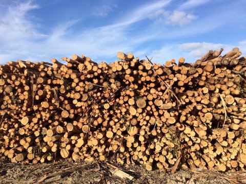Deforester-Bilder: Stock-Fotos & -Videos. | Adobe Stock