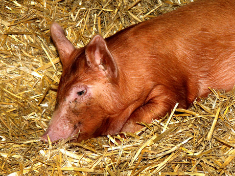 รูปภาพPorcine – เลือกดูภาพถ่ายสต็อก เวกเตอร์ และวิดีโอ6,067 | Adobe Stock