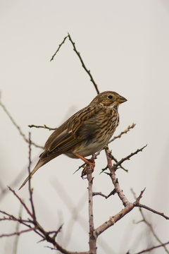 Zigolo Images – Browse 63 Stock Photos, Vectors, and Video | Adobe Stock