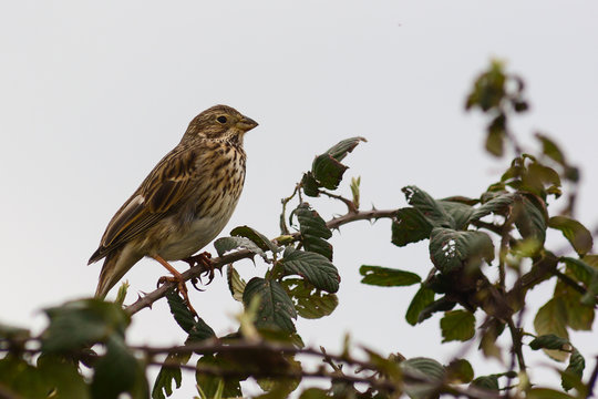 Zigolo Images – Browse 63 Stock Photos, Vectors, and Video | Adobe Stock