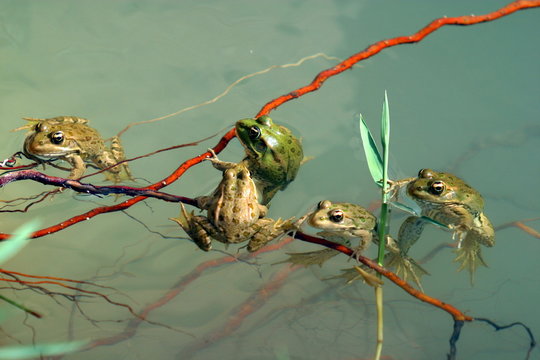 รูปภาพRane – เลือกดูภาพถ่ายสต็อก เวกเตอร์ และวิดีโอ853 | Adobe Stock