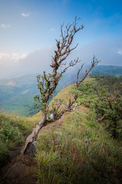 Laliguras Images – Browse 4 Stock Photos, Vectors, and Video | Adobe Stock