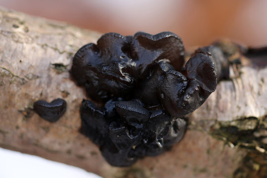 Schwabbelig Images – Browse 5 Stock Photos, Vectors, and Video | Adobe ...