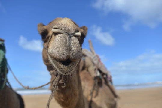 Camelry Images – Browse 61 Stock Photos, Vectors, and Video | Adobe Stock