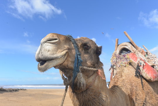 Camelry Images – Browse 61 Stock Photos, Vectors, and Video | Adobe Stock