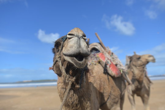 Camelry Images – Browse 61 Stock Photos, Vectors, and Video | Adobe Stock