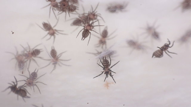 「Fallax」の写真素材 | 492件の無料イラスト画像 | Adobe Stock