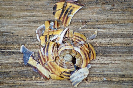 Zertreten Bilder – Durchsuchen 204 Archivfotos, Vektorgrafiken und ...
