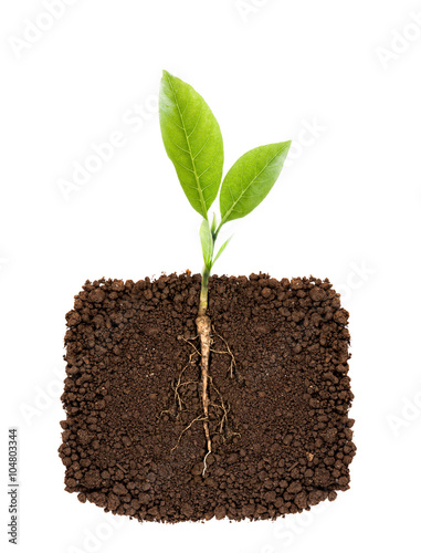 Underground Plant That Flowers